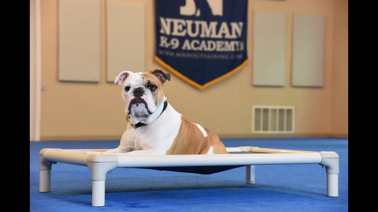 Otis (English Bulldog) Boot Camp Dog Training Demonstration - YouTube