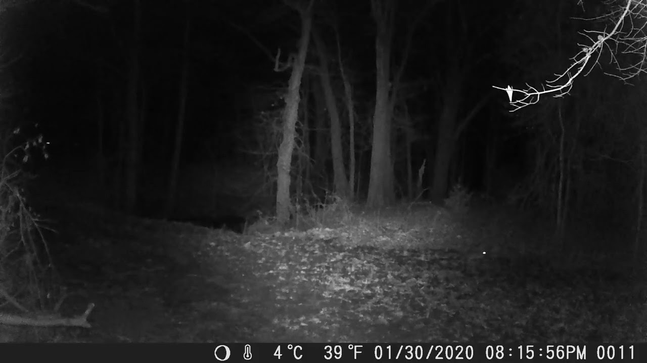Trail cam footage | (Jan/31/2020) | Rabbit - YouTube