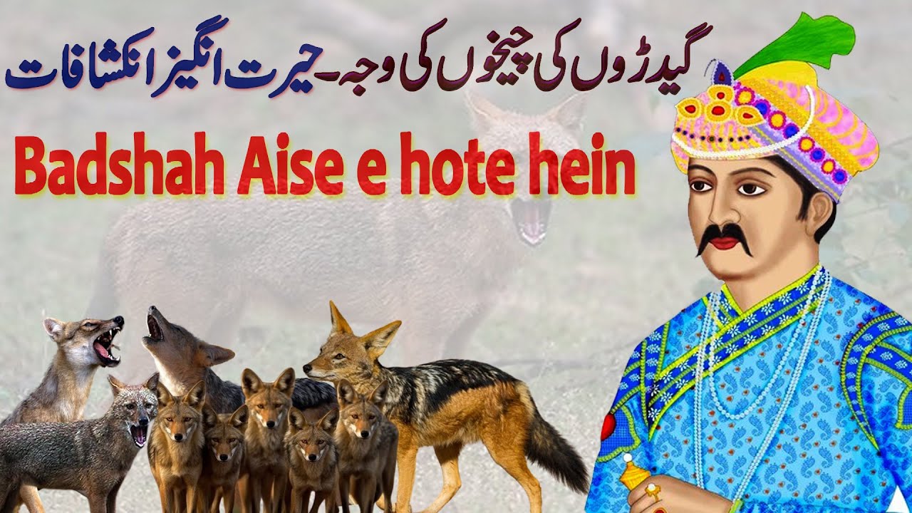 Badshah or Geeder | Jackal & King | Wazeer ne Choona laga dia | Nasir ...