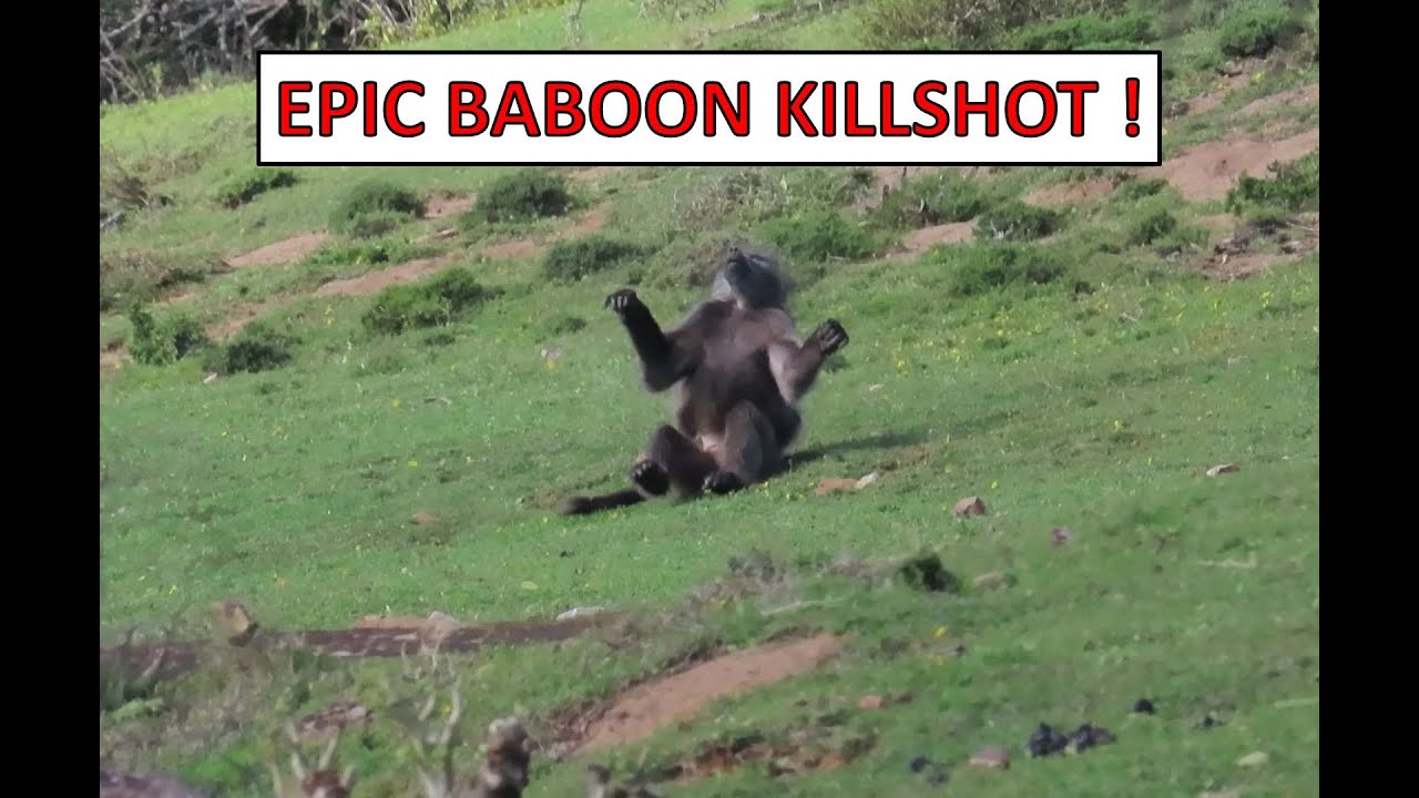 Epic Baboon Hunting ! - YouTube