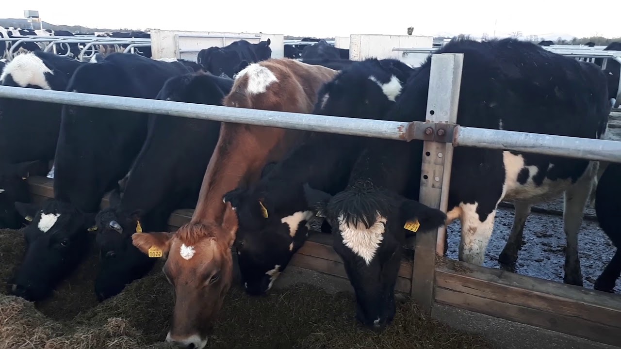 Greenfield Farm March update - YouTube