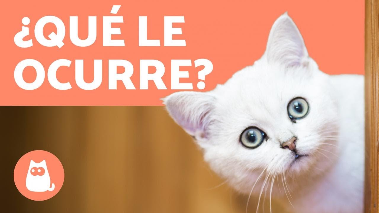 ¿Por qué mi Gato está RARO? 🐱 Causas y Qué Hacer - YouTube