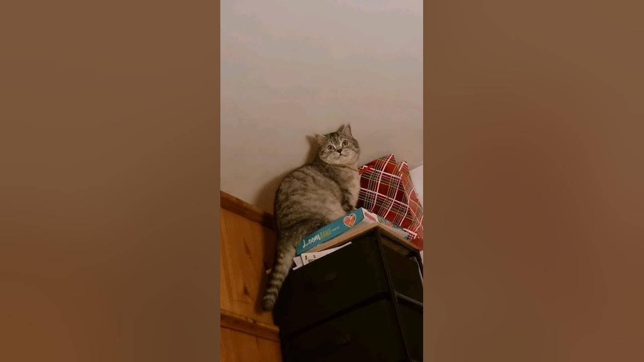 Кот Боник спрятался, чтобы ночью его не выгнали с комнаты 😜 - YouTube
