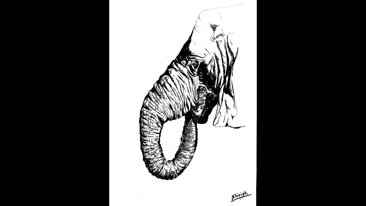 Elephant Head-Fineliner pen and ink sketch on poster board paper - YouTube