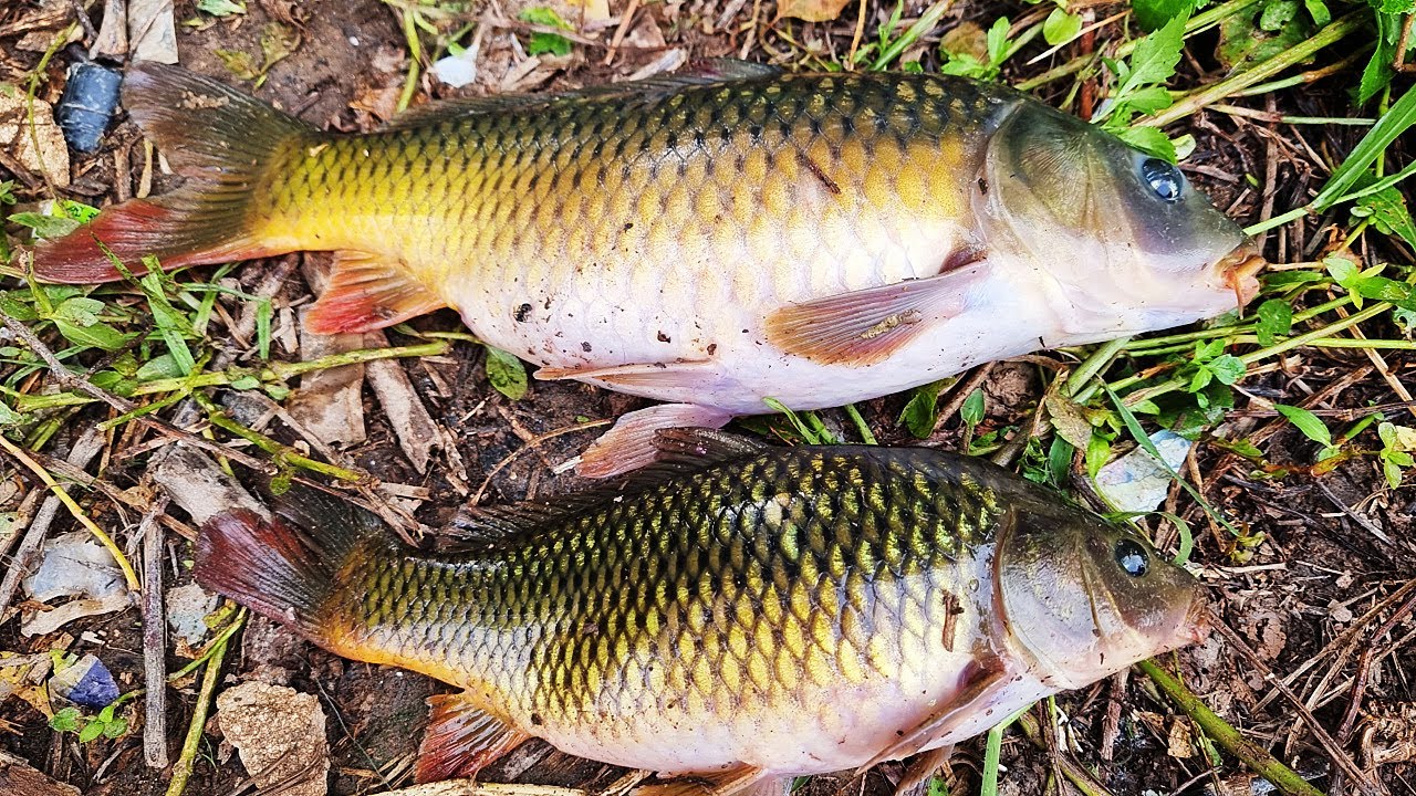 Fishing Outdoors, Asian Carp! - YouTube