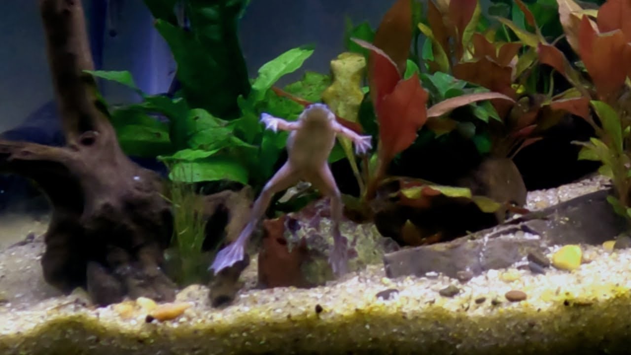 AQUARIUM NIGHTMARE!!!... (FROG PROBLEMS!!) - YouTube