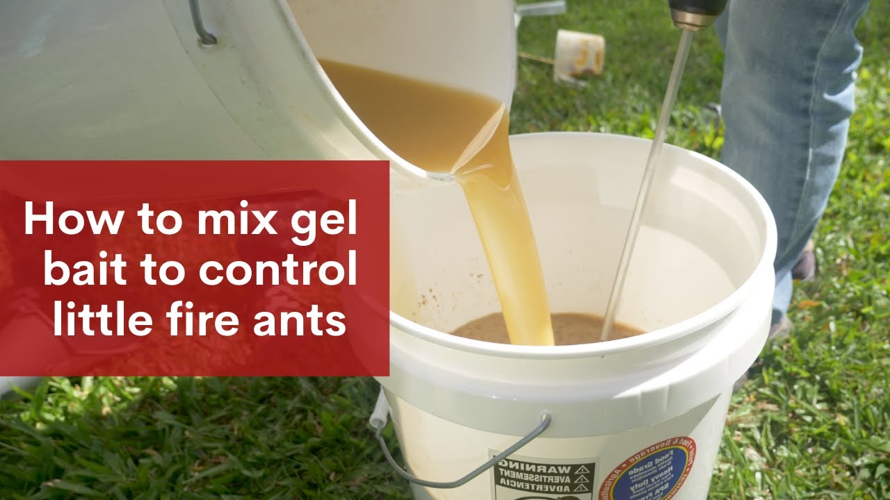 How to Mix Gel Bait to Control Little Fire Ants - YouTube