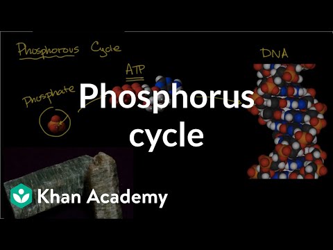 Phosphorous cycle | Ecology | Khan Academy