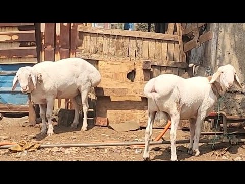 Dumba Breeding Setup In Bhiwandi City | Heavy Weight Dumba Collection ...