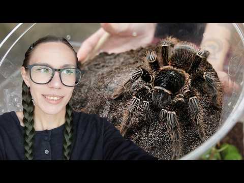 HUGEEE Salmon Pink Bird Eater Tarantula Rehouse/Enclosure Build for a Zoo!!