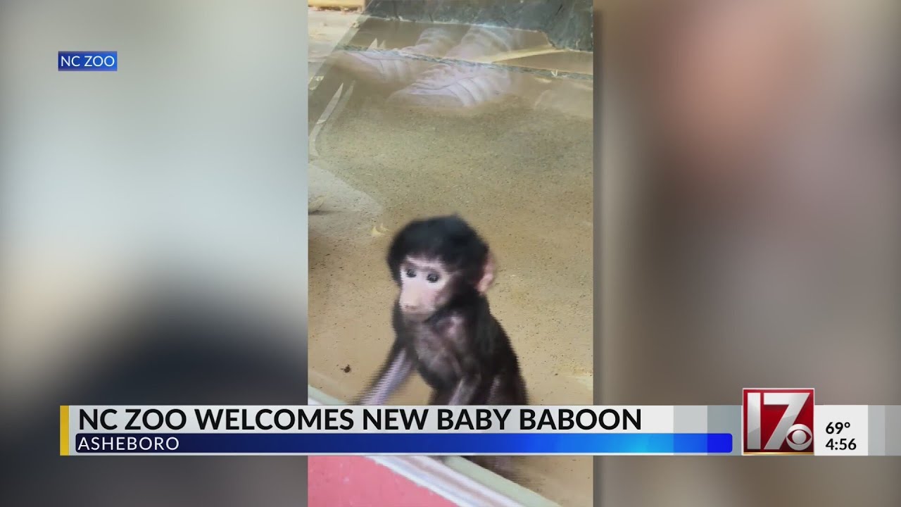 NC Zoo welcomes new baby baboon - YouTube
