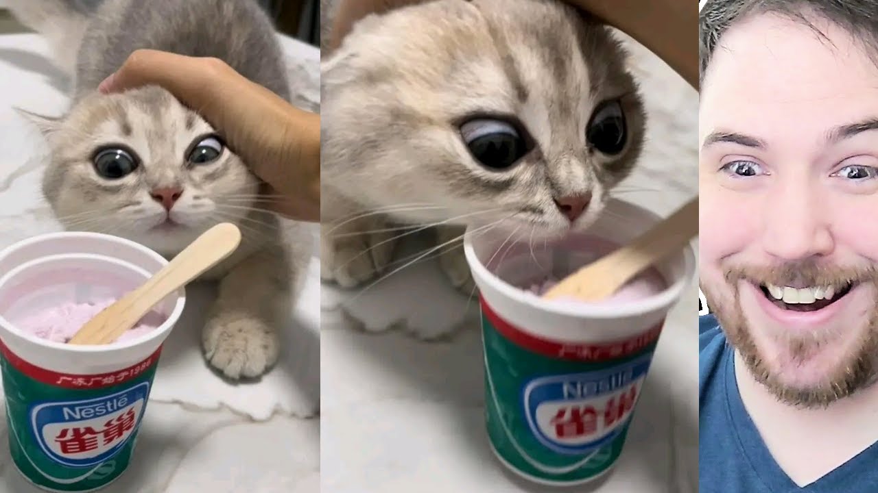 CAT CANNOT BE STOPPED - Memes (New Home Reveal!) - YouTube