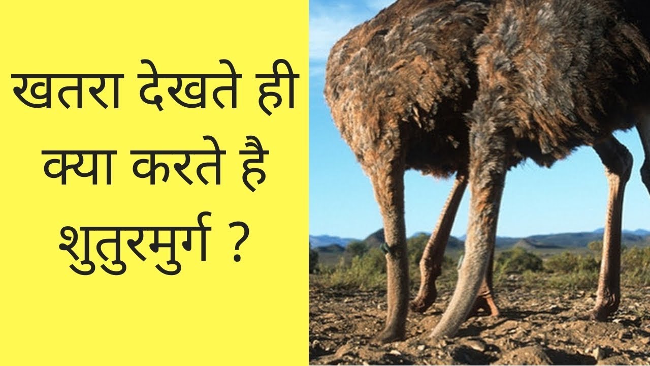 खतरा देखते ही क्या करते है शुतुरमुर्ग ? Shuturmurg Facts Hindi ...
