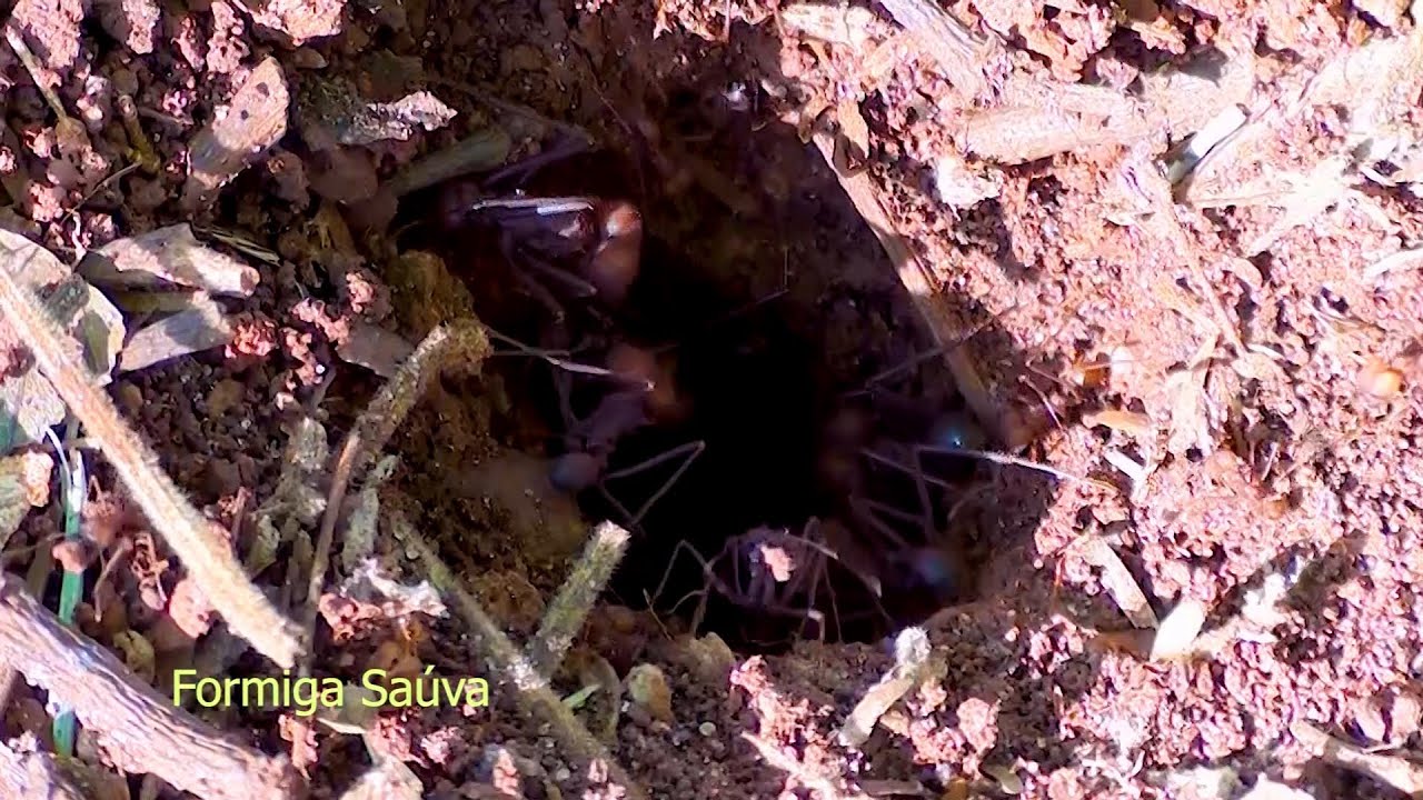 FORMIGA SAÚVA (ATTA spp), ATTA LEAF-CUTTING ANTS, A ROTINA NO ...