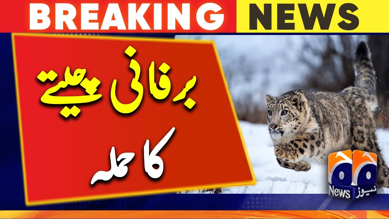 Snow leopard kills over 7 cattle in Hunza - YouTube