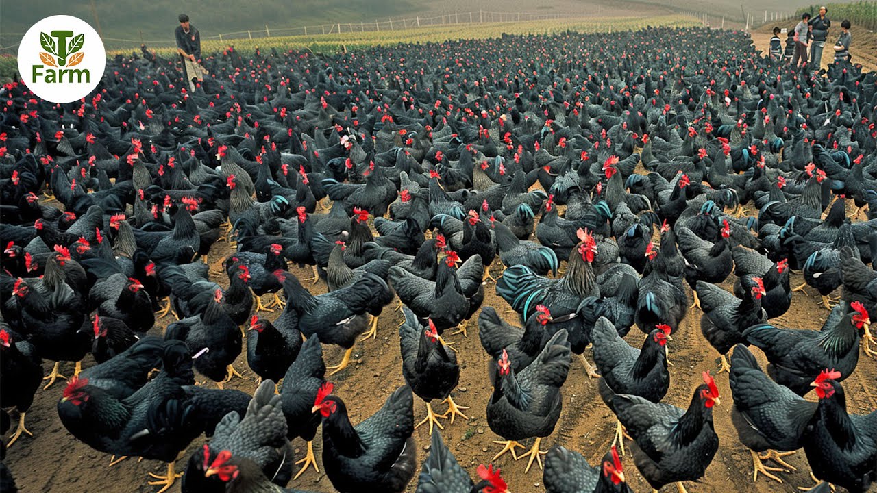 How Chinese Farmer Raise and Process Millions of Black Chicken ...