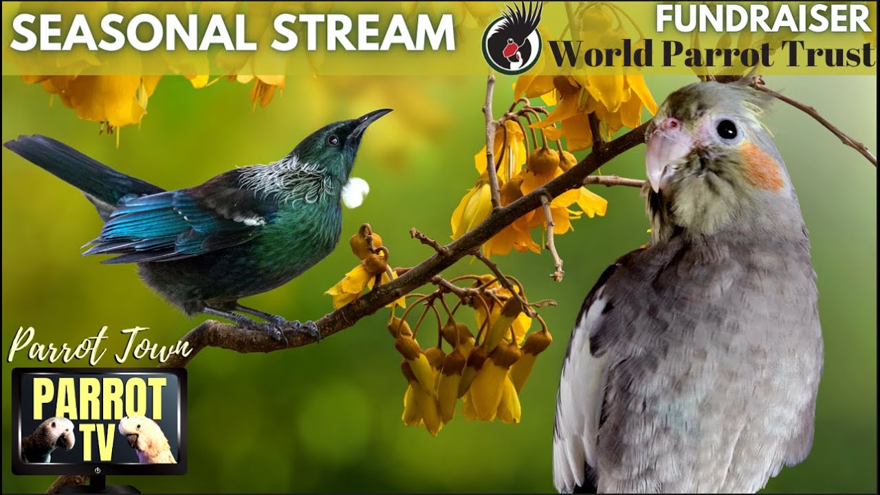 Springtime Songbirds | Happy Relaxing Songbird Nature Sounds | Parrot ...