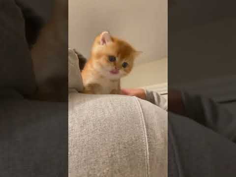 Oooiii Oooiii I m hear..🙀🙀#cat #cute #kitten - YouTube