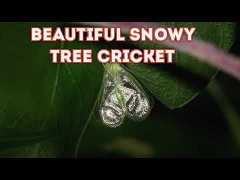 Snowy tree cricket produces sweet sound at night - YouTube