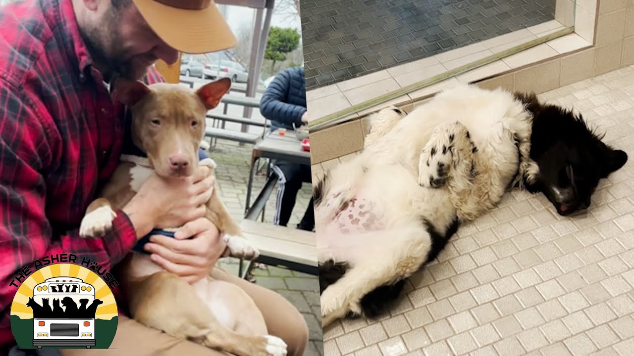 I took Matilda and Goose on a little getaway | The Asher House - YouTube