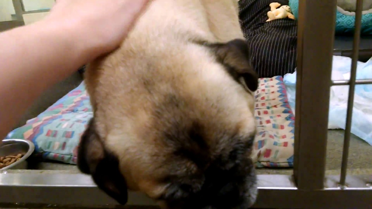 Large Pugger! - YouTube
