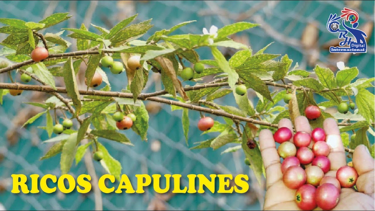 CAPULINES temporada en El Salvador #usulutan #santamaria - YouTube