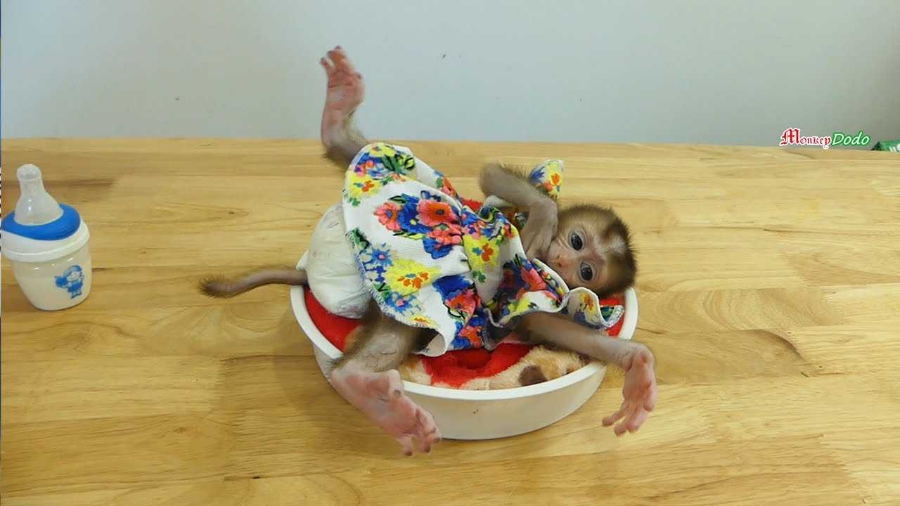 Look Like Shusy Feel Very Fresh She Relaxing After Got Milk Full - YouTube