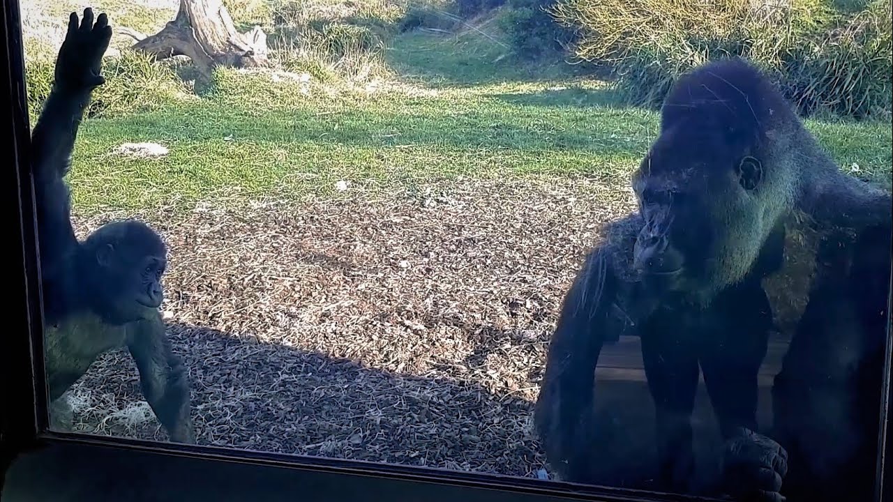 Young Gorilla Trys to Get His Father's Attention - YouTube