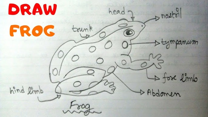 Class Amphibia Diagram