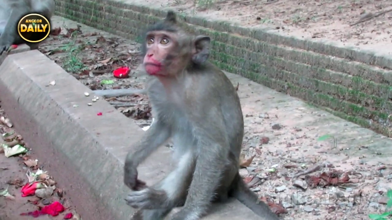 Broken Leg Boy Monkey Bec...[Angkor Daily 457] - YouTube
