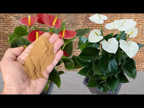 Sadece 1 yemek kaşığı Anthurium'un çiçek açmasına neden olur (herhangi bir bitki)