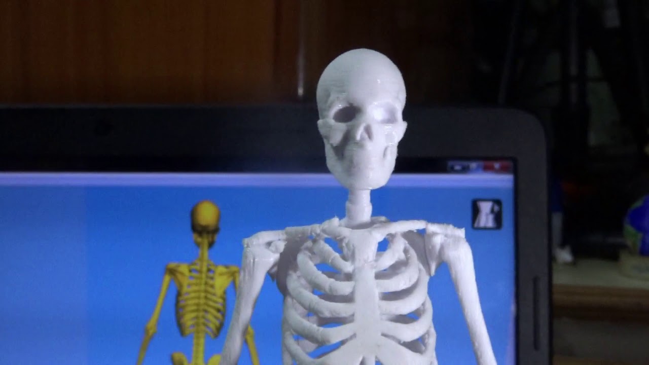 3d Printed Full Human Skeleton - YouTube