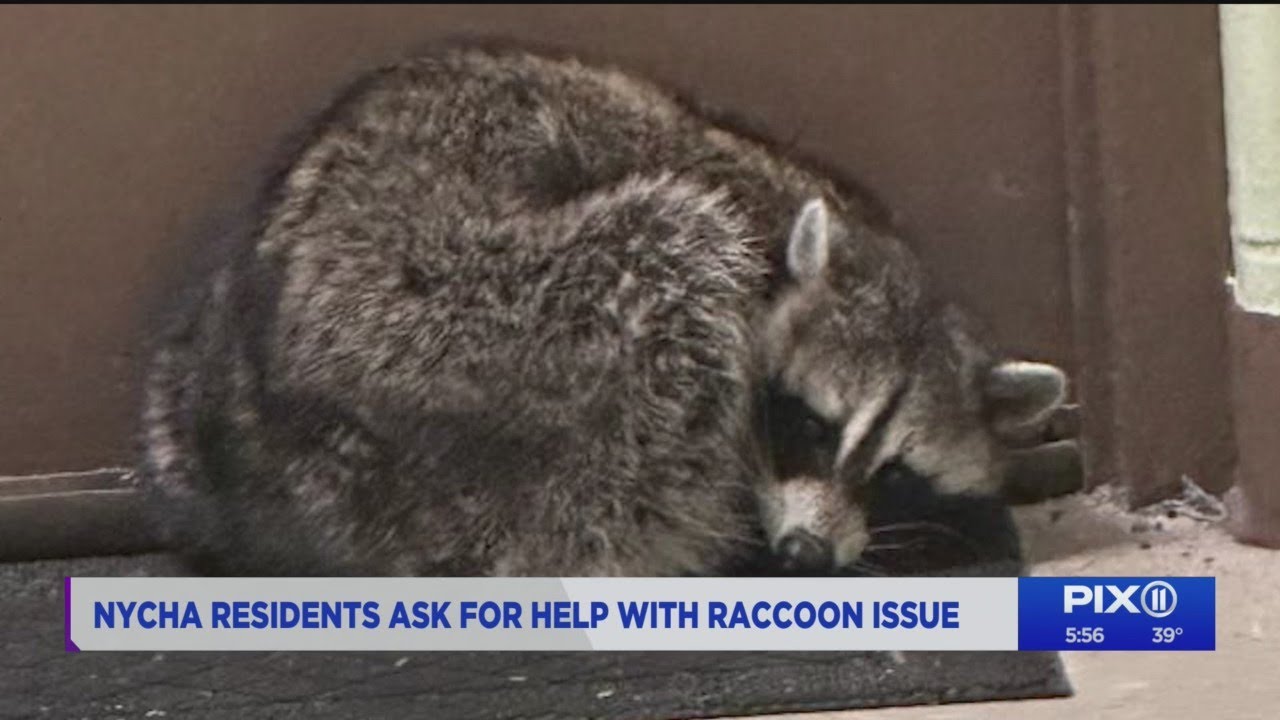Brooklyn NYCHA building has reoccurring raccoon problem - YouTube