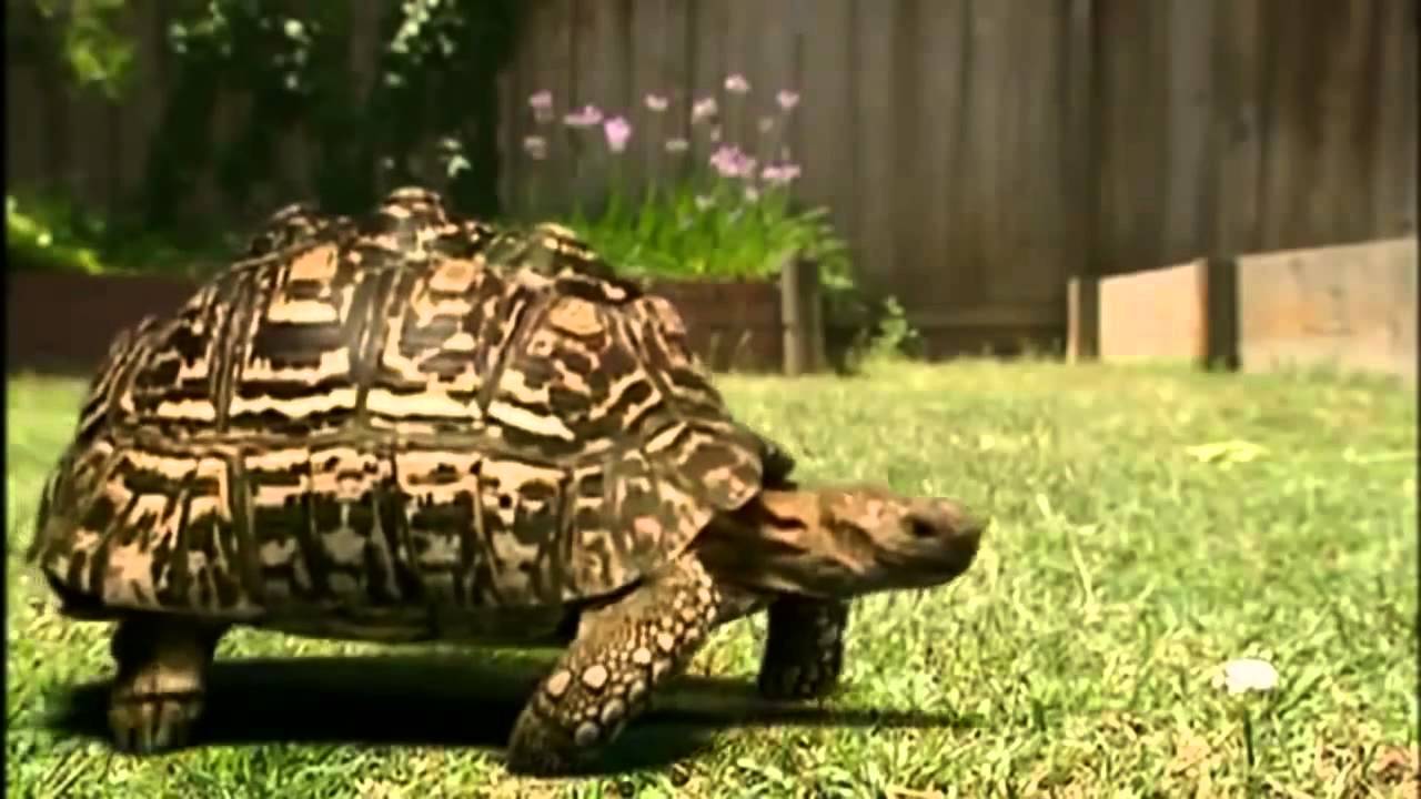 Animal Planet Channel 2015 WildLife Animals National Geographic ...