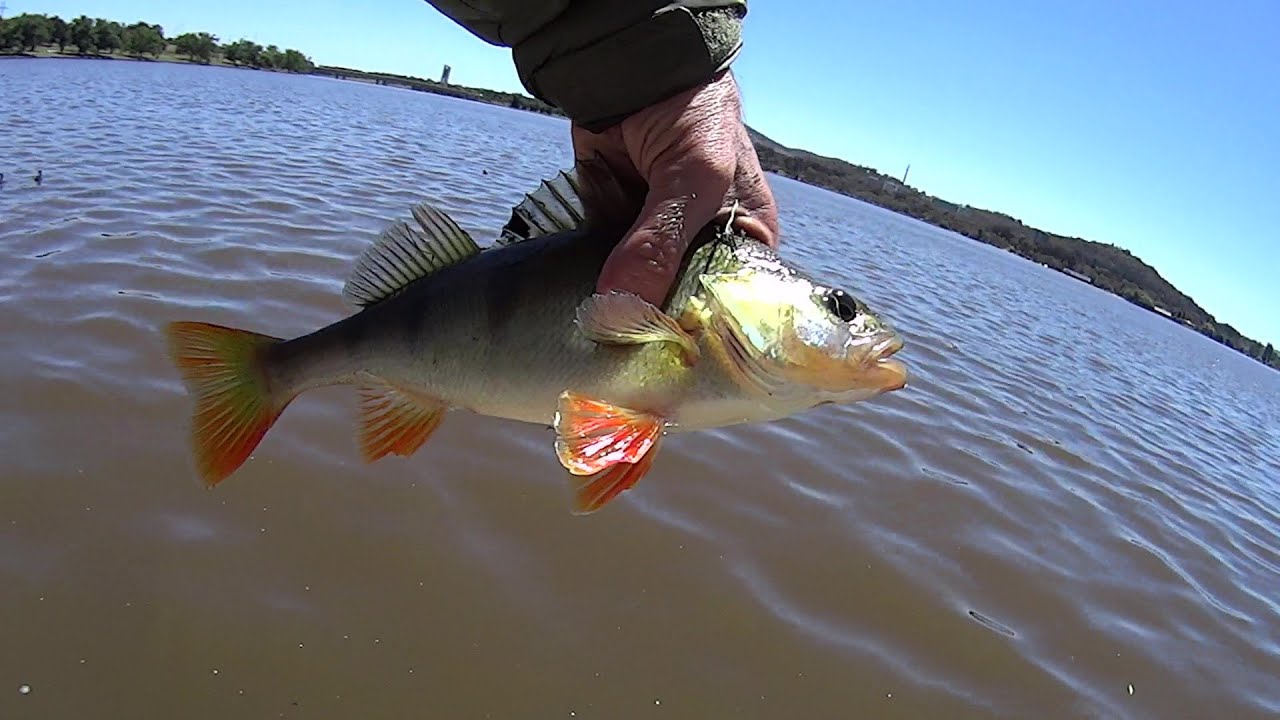 Compilation of a few nice redfin and things I saw while fishing the ...