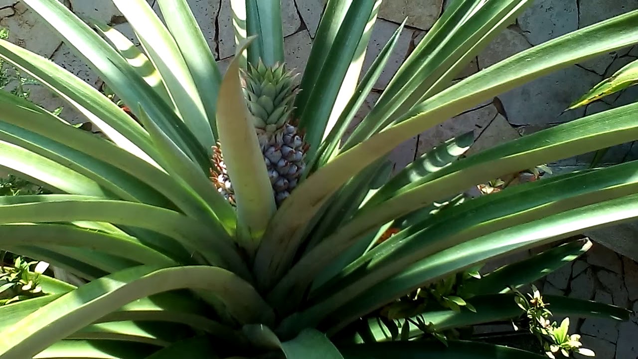 Mata de Piña...! - YouTube