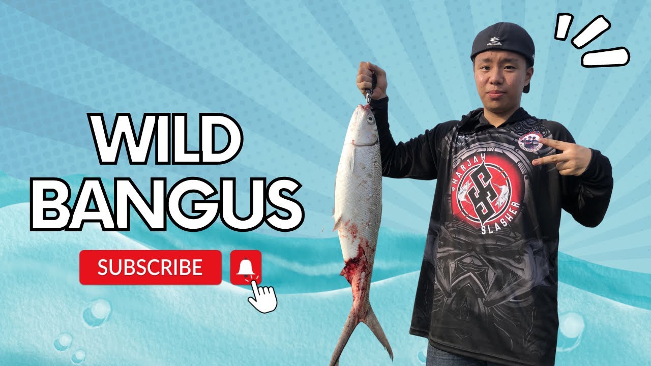 Bait & Wait. ... wild bangus/milkfish 2.7kg - YouTube