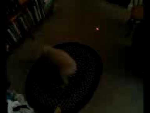 Dog chasing laser pointer - YouTube