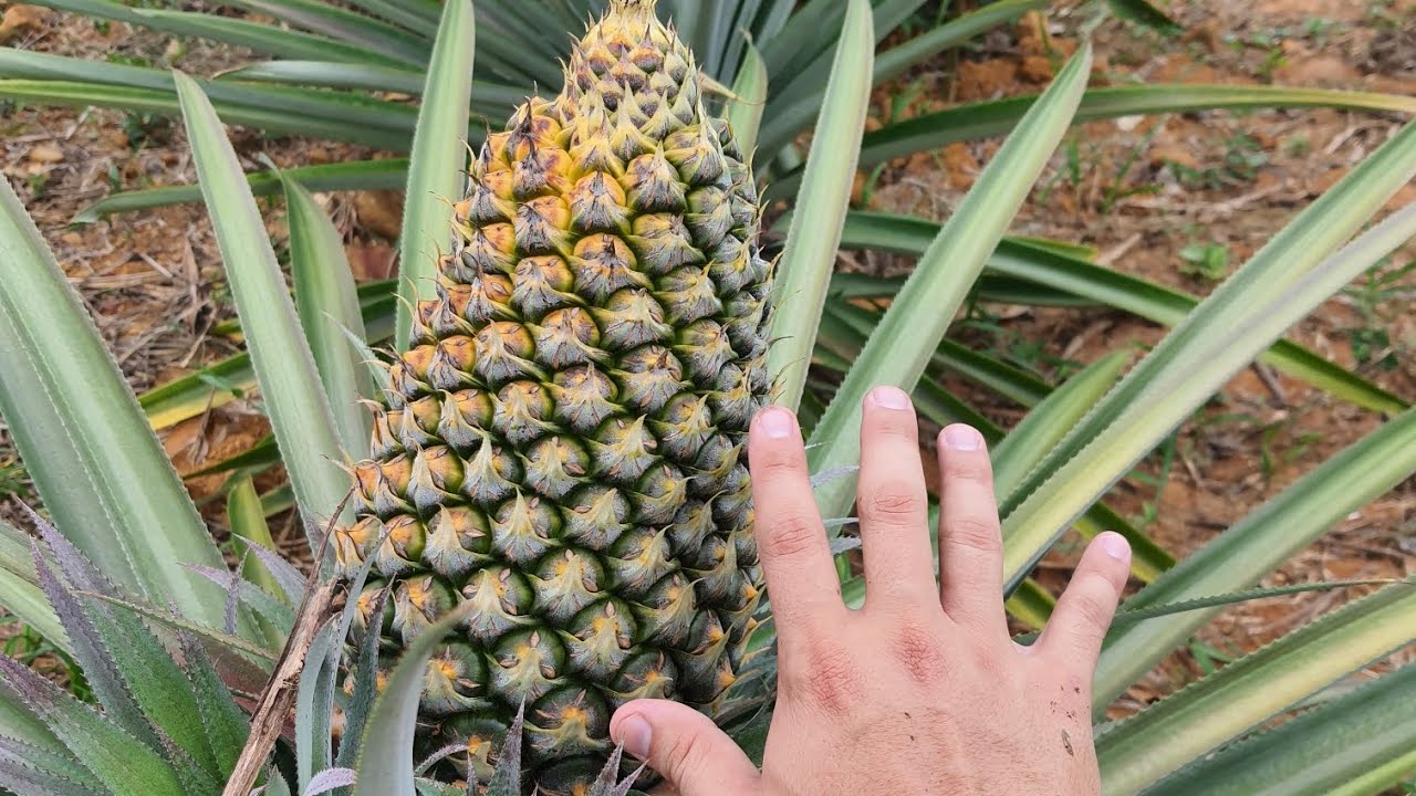 Fancy Pineapple - Project Family Paradise - EP 08 - YouTube
