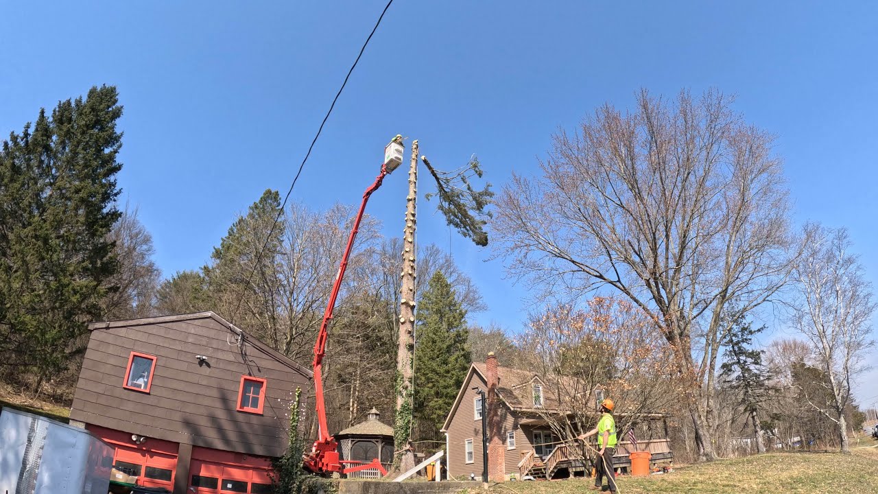 Large silver maple trimming and spruce tree removal ( zip line action ...