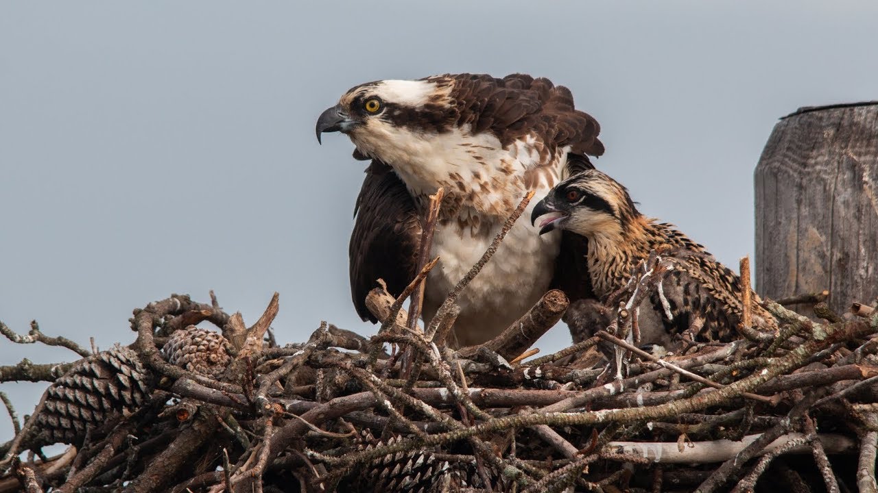 Osprey Life Cycle - YouTube