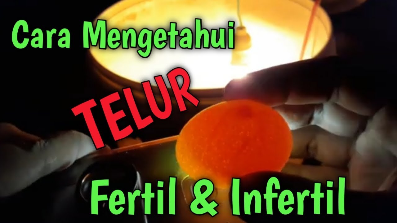 Wajib Tau !! Cara Mengetahui Telur Fertil dan Infertil - YouTube