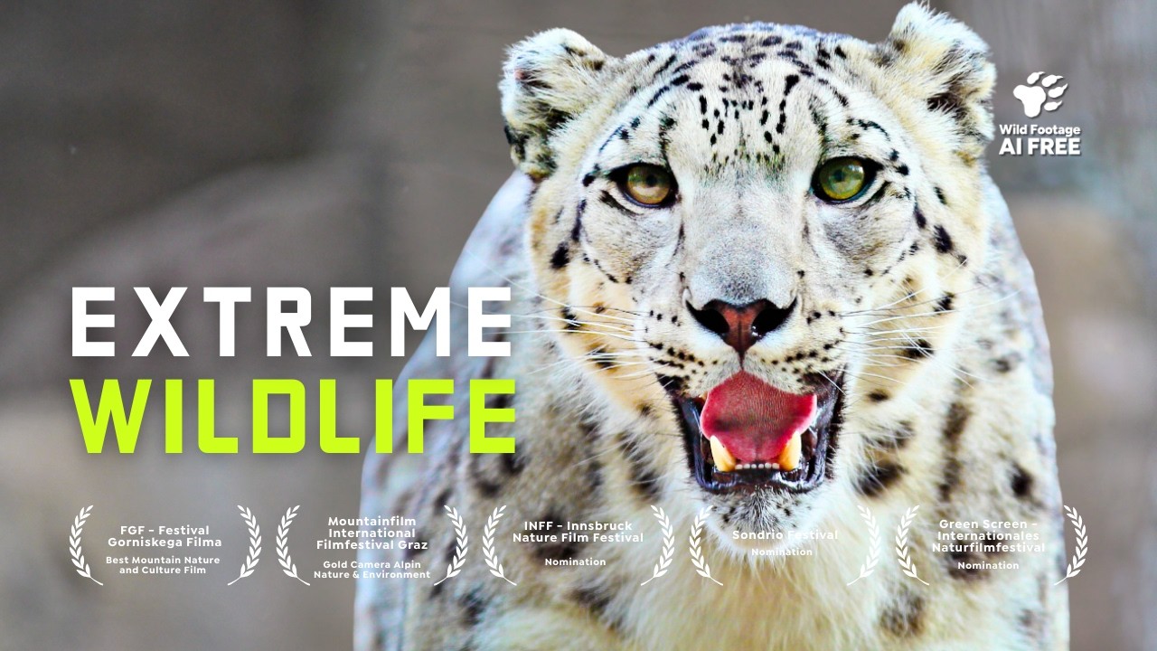 Snow Leopard’s Fight for Survival | Himalayas Wildlife | Nature ...