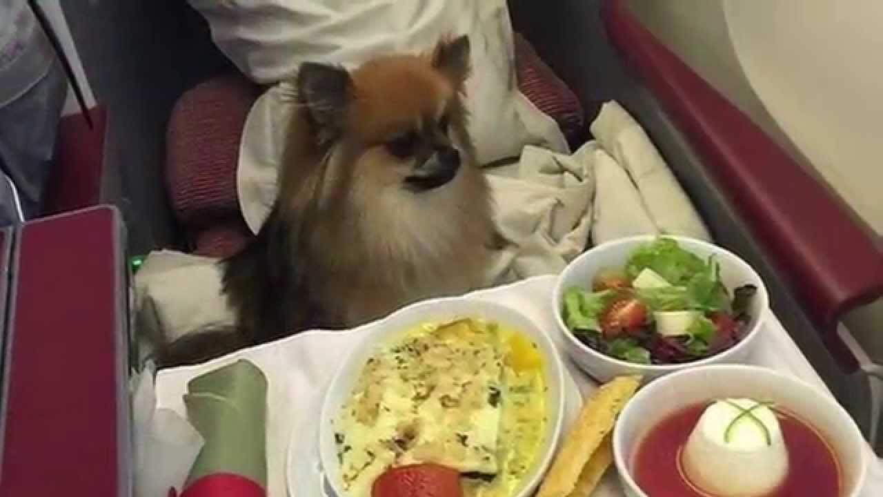 Los perros ricos toman Instagram y otros trendings de la semana - YouTube