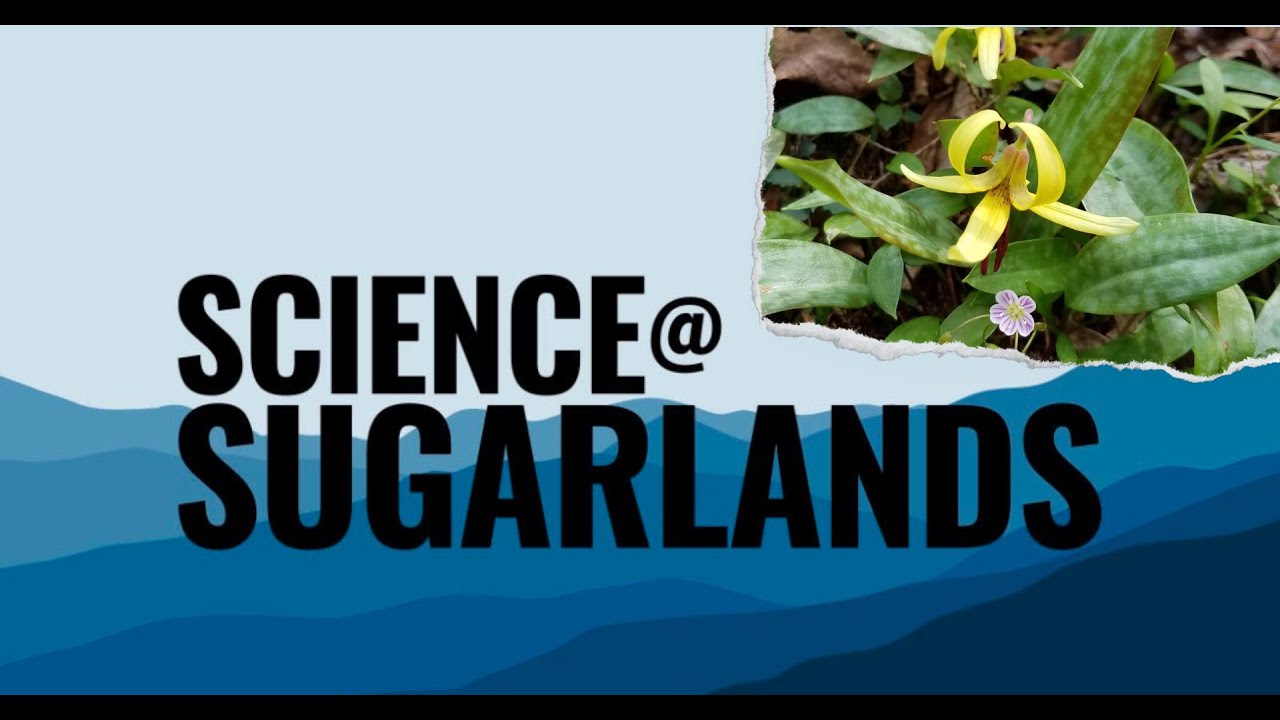 Science @ Sugarlands: The Spring Wildflower Pilgrimage (Joey Shaw ...