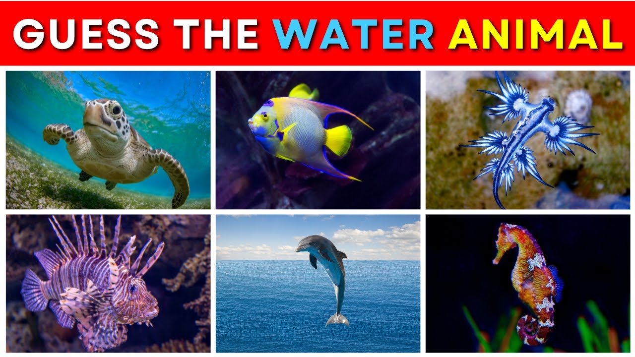 Guess the Water Animals: The Entertaining Quiz You Can't Miss! - Part ...