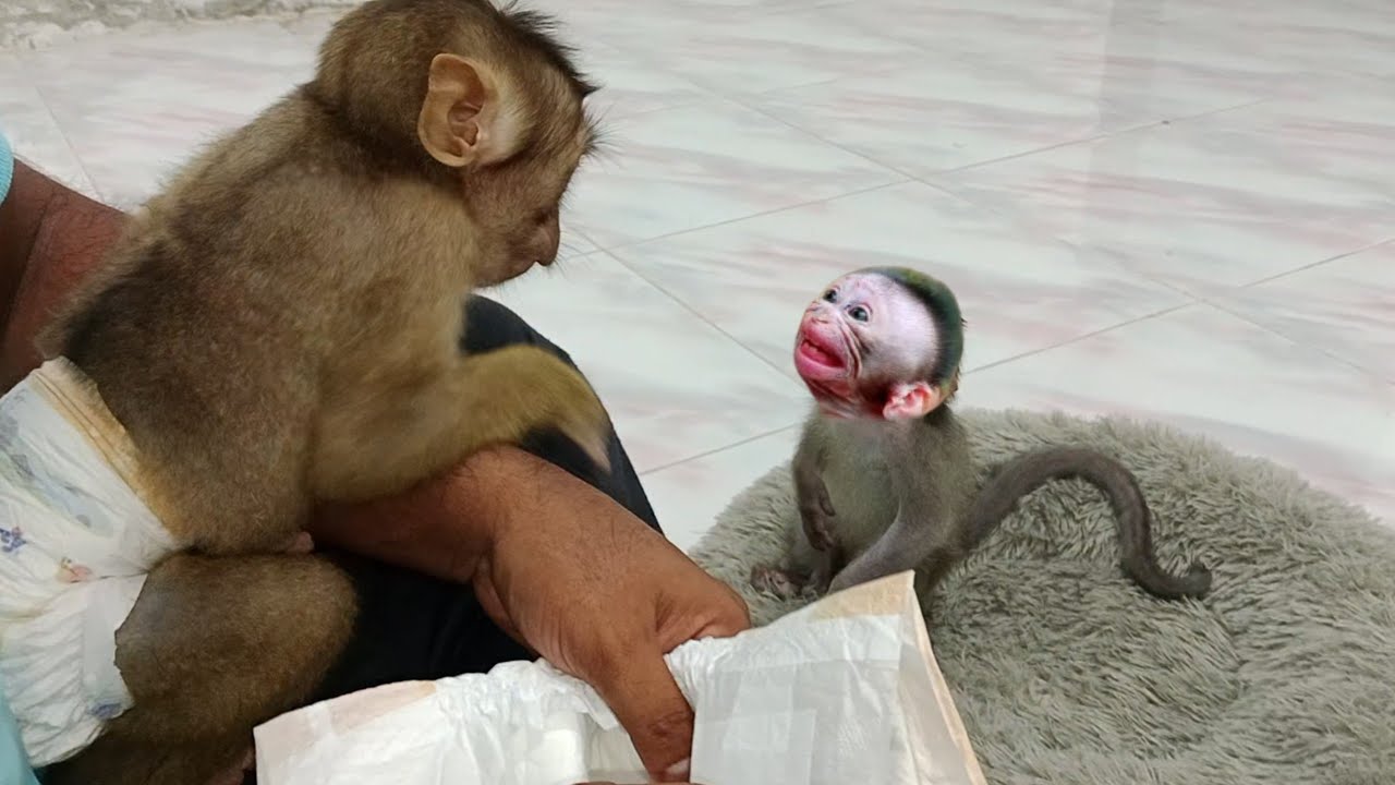 baby Dan also wants to be in daddy's lap like LiBi.. - YouTube