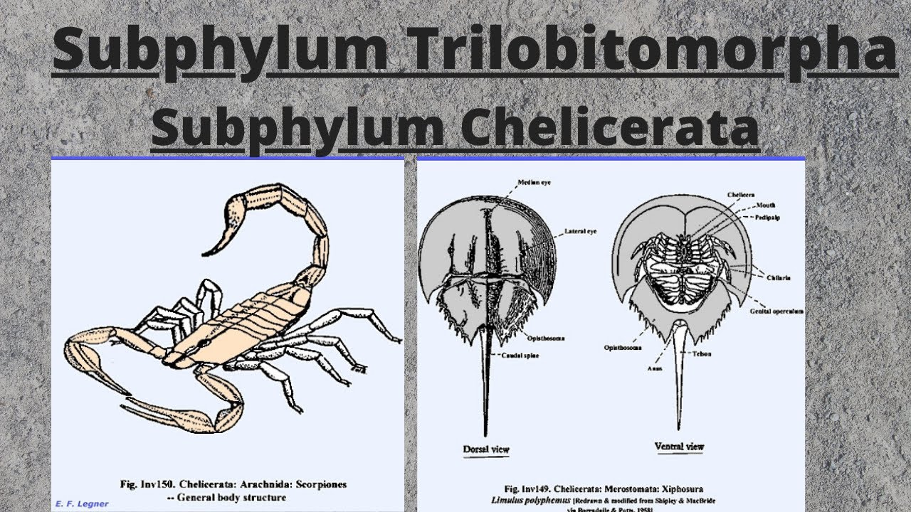 Phylum Arthropoda/ Sub phylum Trilobitomorpha and Chelicerata - YouTube