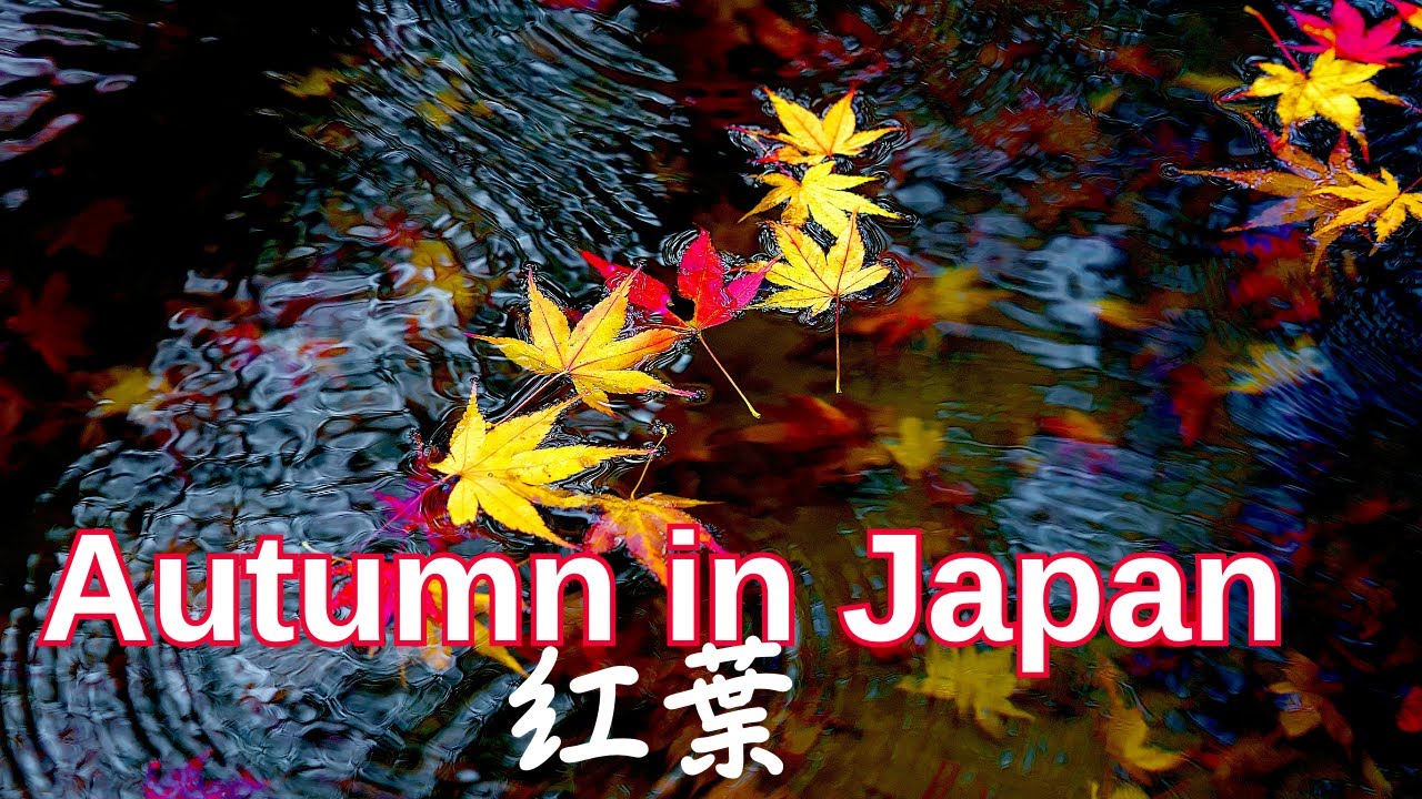 Momiji and Tradition: The Japanese Love Affair with Autumn Maples - YouTube