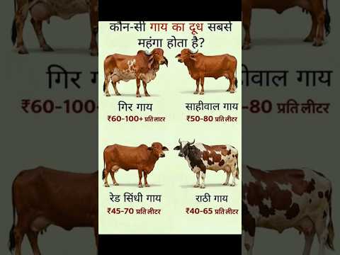 Which Cow Produces the Most Expensive Milk in India?  Amazing Milk Facts 🇮🇳 #Shorts #GK #viral #milk